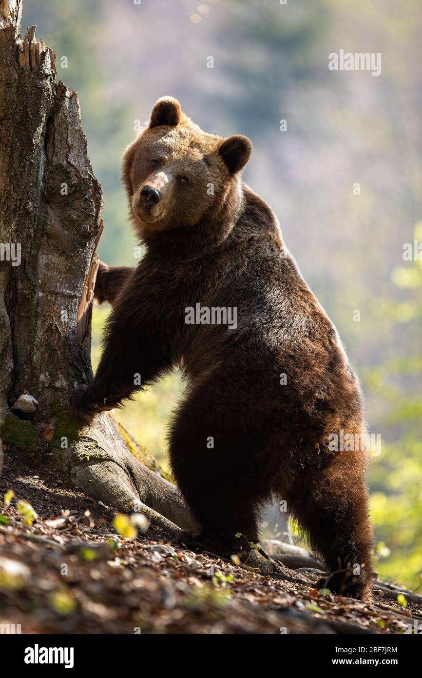 Cute female adult brown bear standing in upright position on rear legs ...
