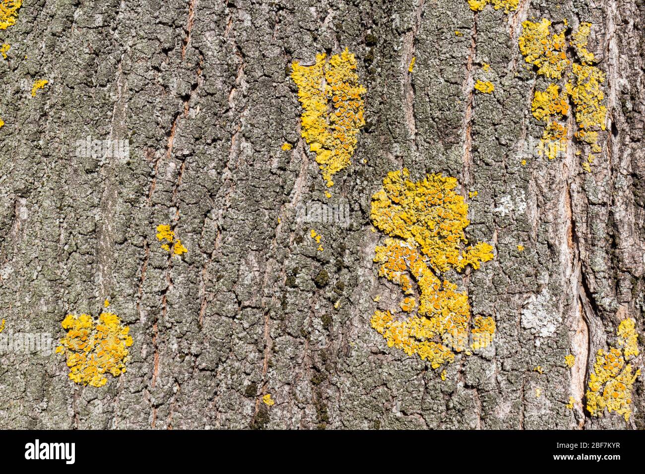 Common orange lichen or yellow scale or maritime sunburst lichen ...