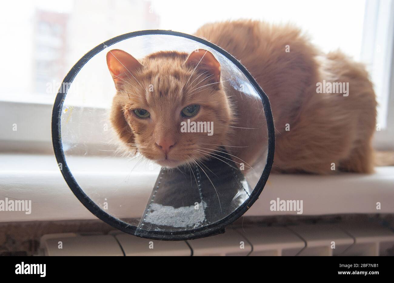 Sick red cat suffering after surgery and wears a protective collar ...