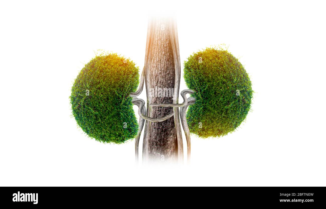 Trees (kidneys), 3D environmental and medical concepts Stock Photo - Alamy