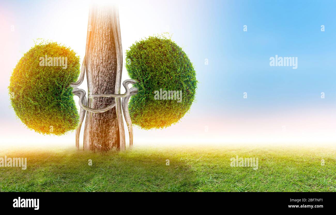 Trees (kidneys), 3D environmental and medical concepts Stock Photo - Alamy