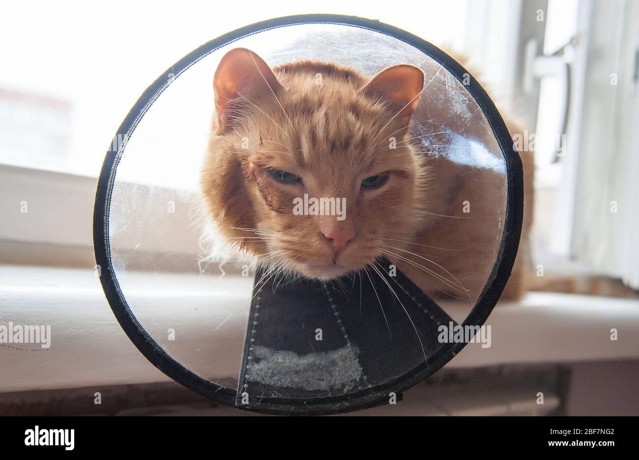 Sick red cat suffering after surgery and wears a protective collar ...
