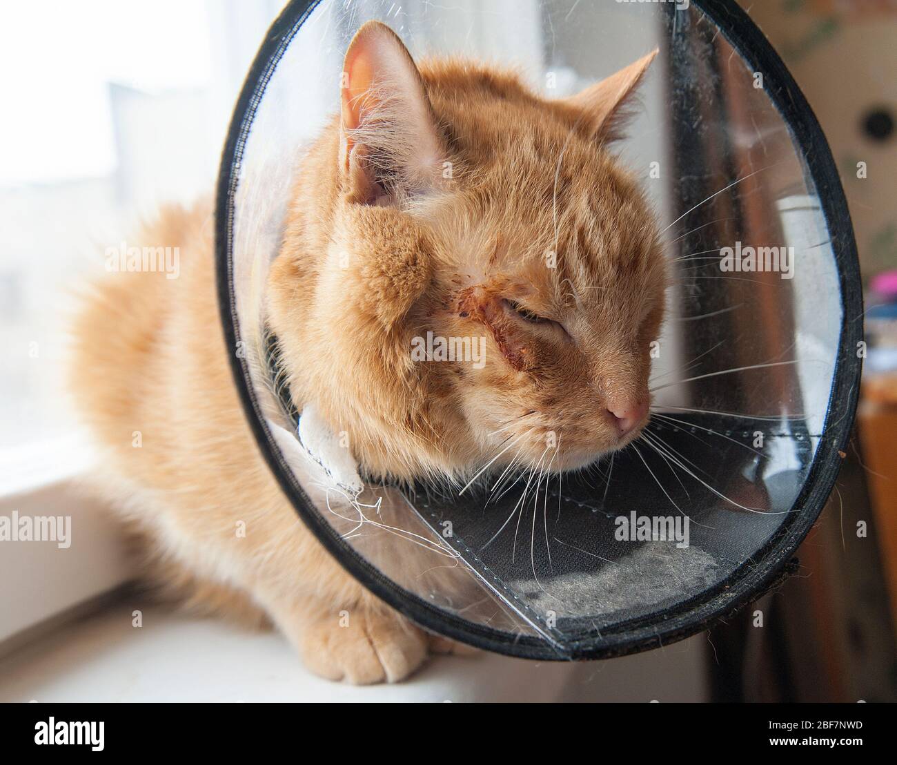 Sick red cat suffering after surgery and wears a protective collar ...