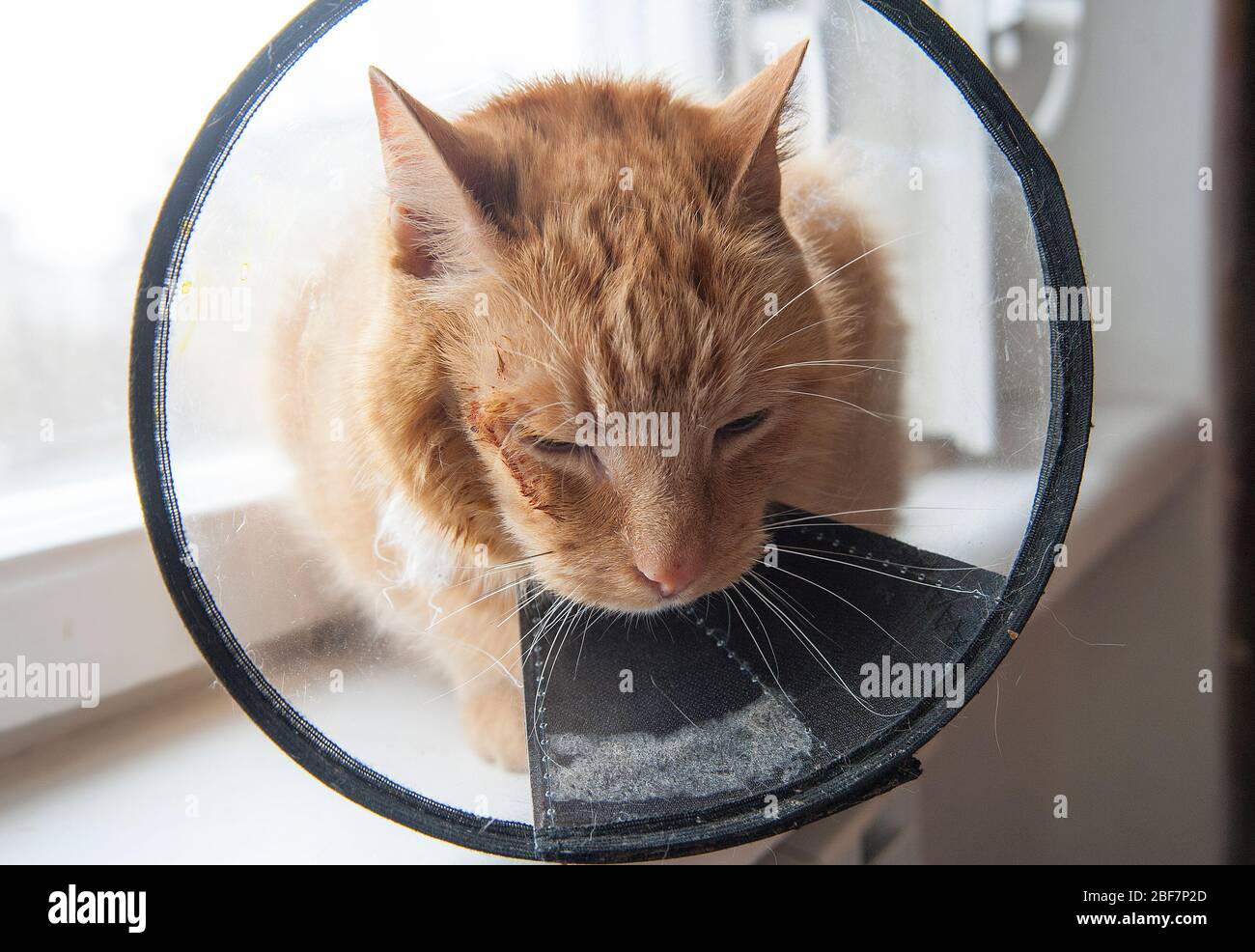 Sick red cat suffering after surgery and wears a protective collar ...