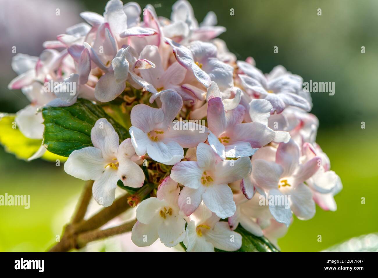 Pink viburnum, Upper Wield, Alresford, Hampshire, UK Stock Photo - Alamy