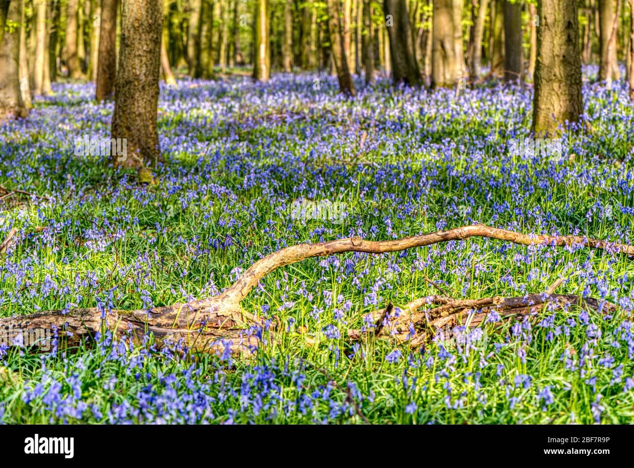 English bluebell woods hi-res stock photography and images - Alamy