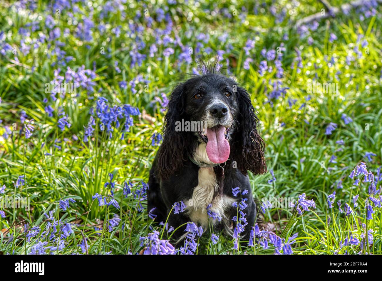 Black cocker spaniel in a bluebell wood, Upper Wield, Aresford ...
