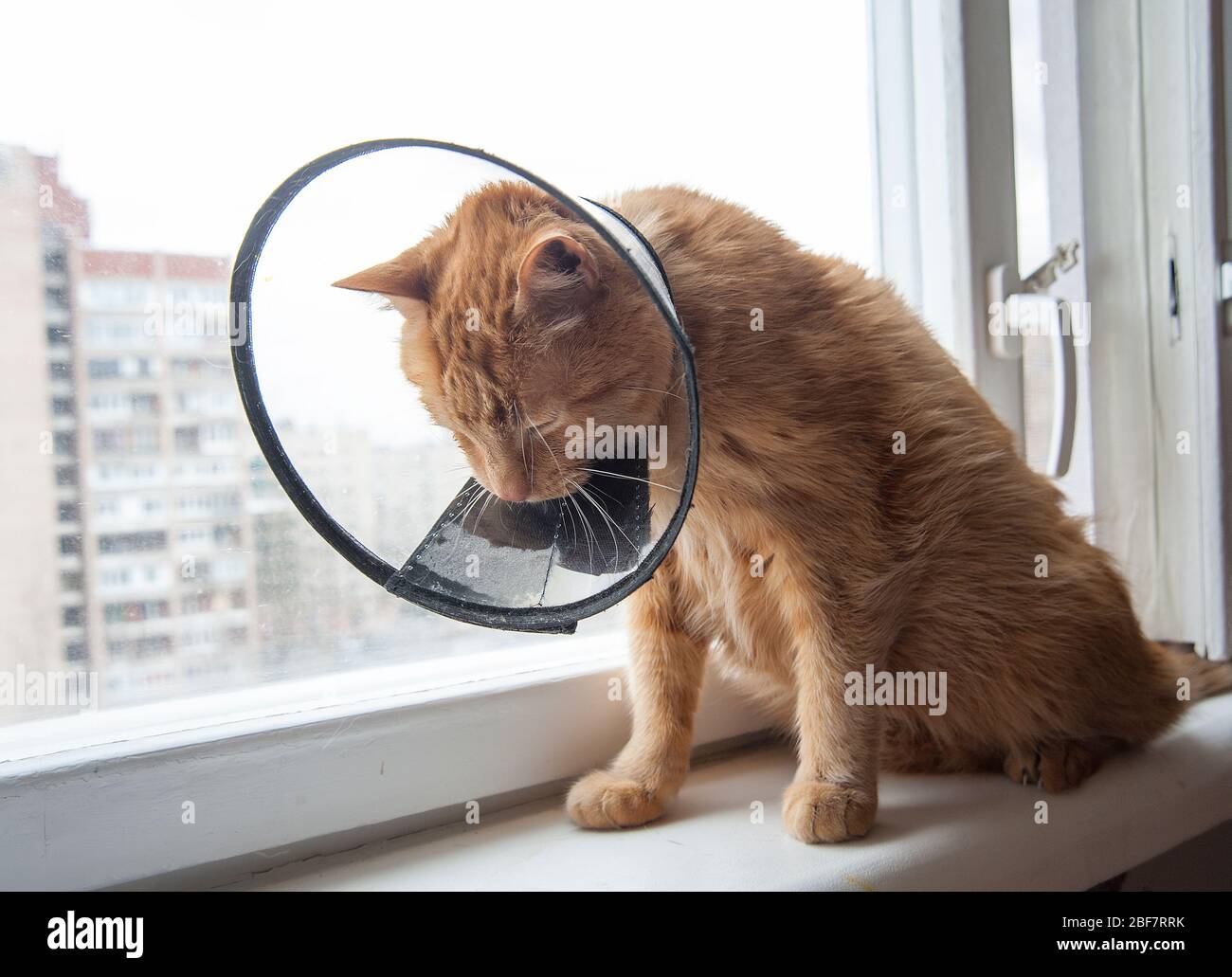 Sick red cat suffering after surgery and wears a protective collar ...