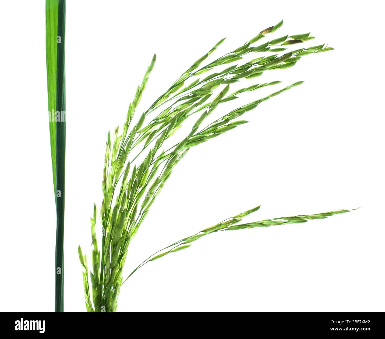 A light green colored rice tree placed before an empty white isolated ...