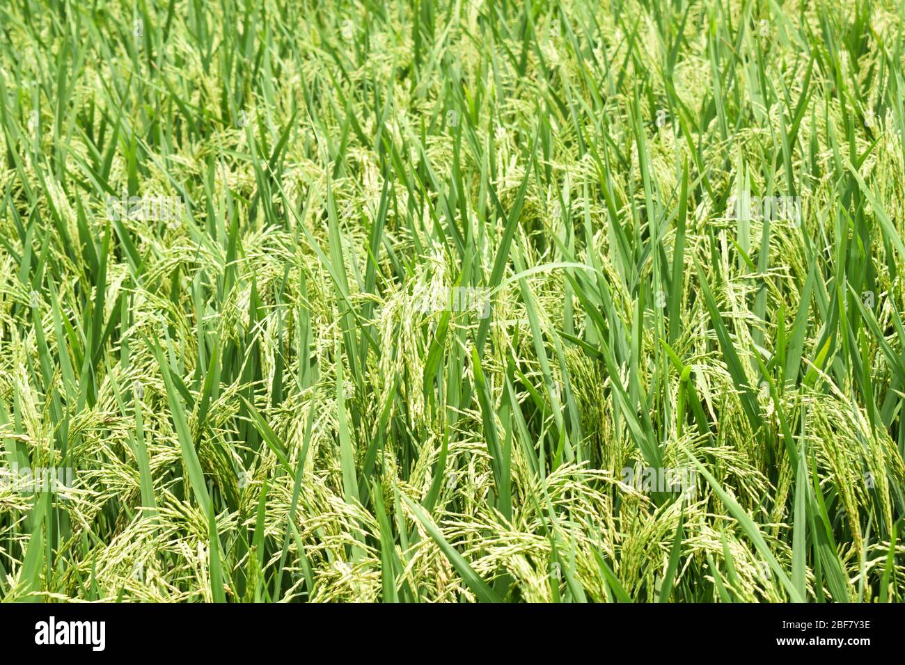 Aerial view of a beautiful green color paddy field with full of fresh ...