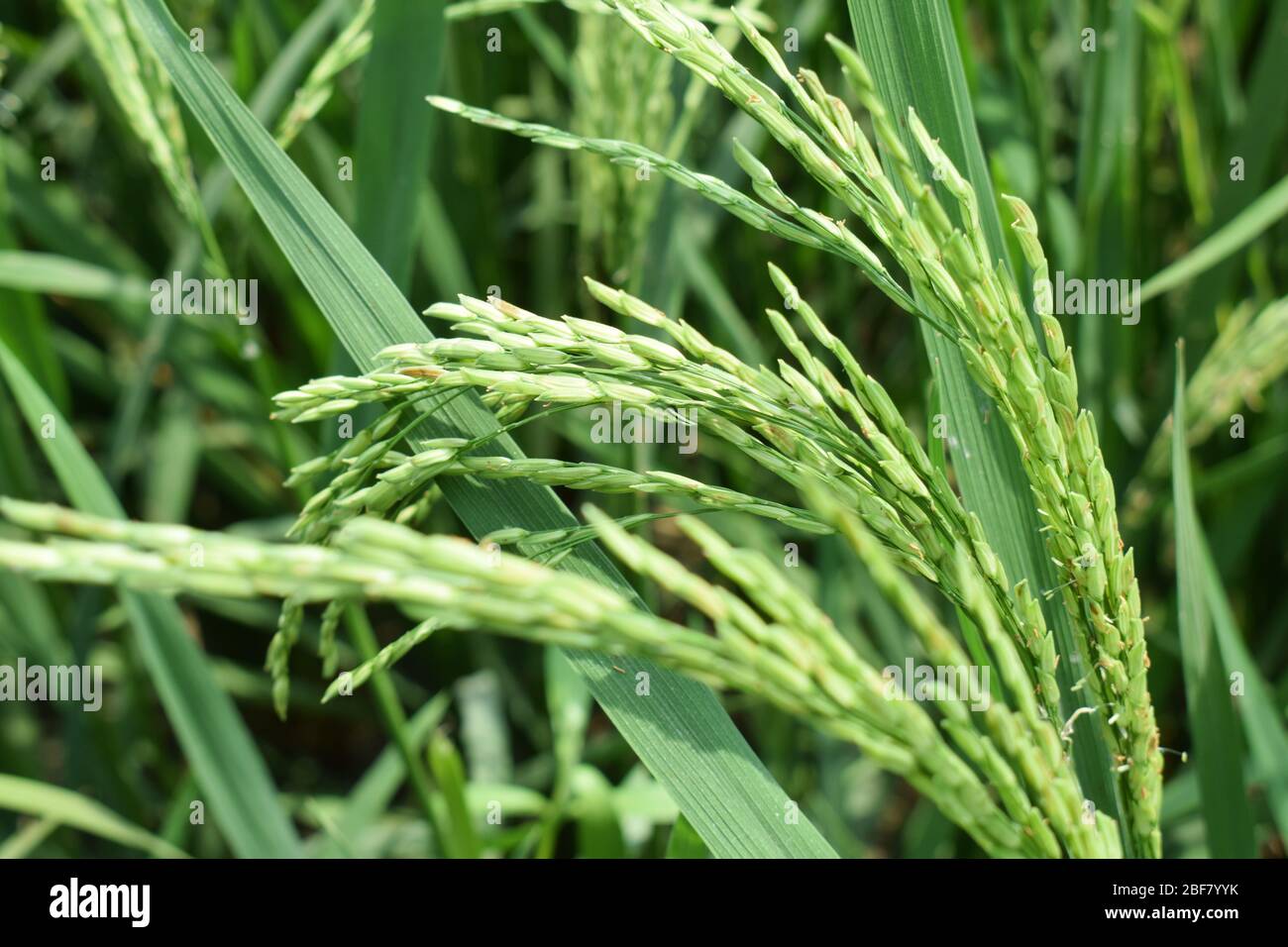 Bunch of ear of natural rice tree before a beautiful green color paddy ...