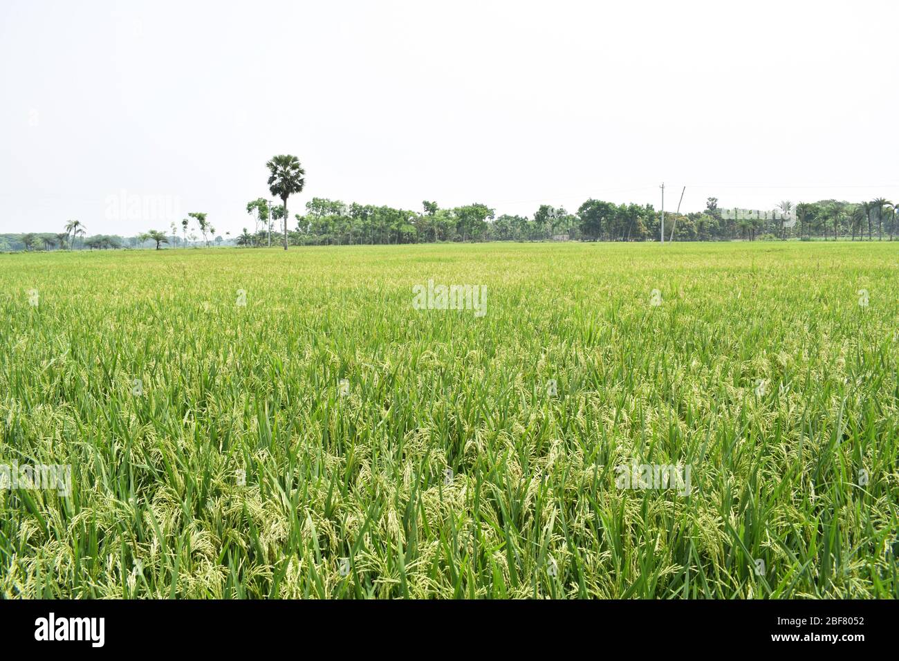 Rice field corner hi-res stock photography and images - Alamy