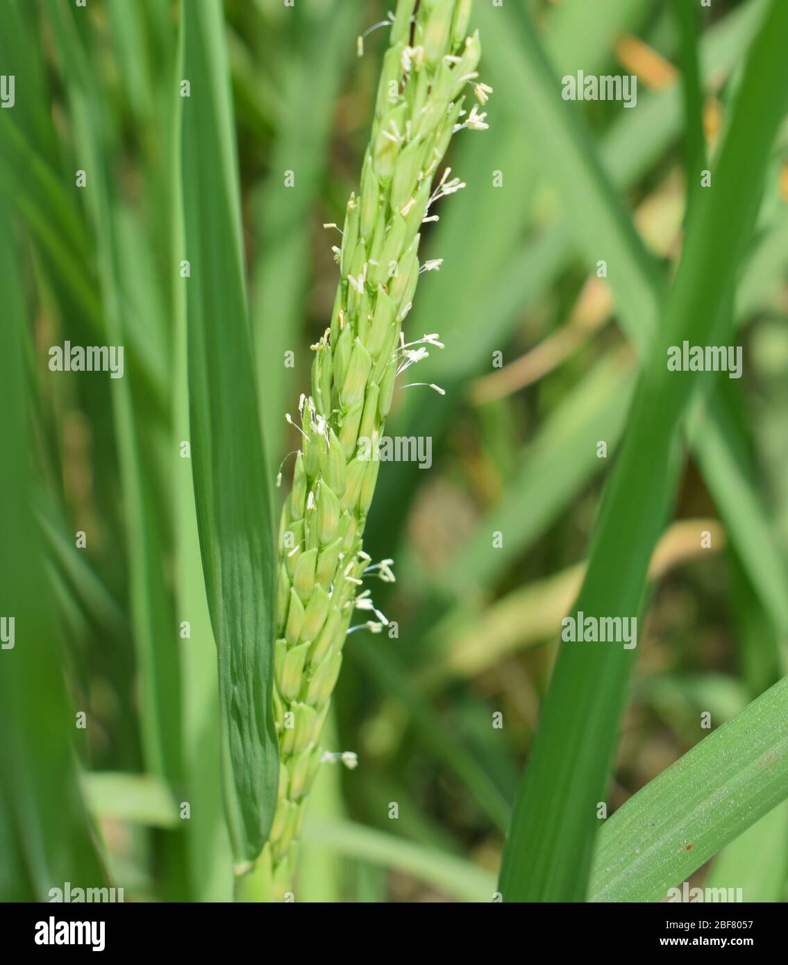 Ear of light green colored rice tree in the middle of a beautiful green ...