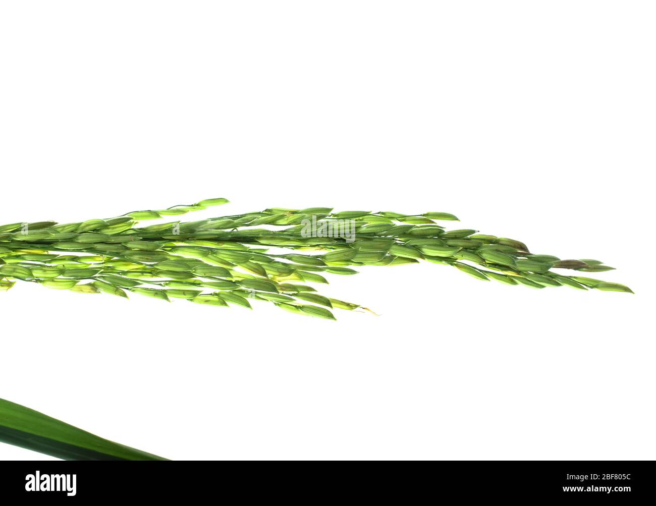 Light green colored rice tree placed before an empty white isolated ...
