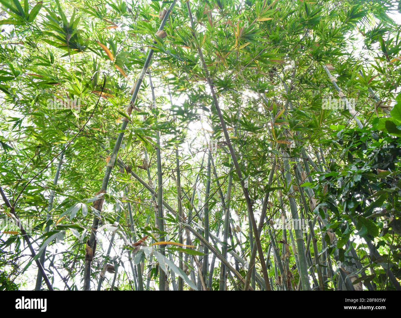 Lot of bamboo branch in a beautiful light green bamboo forest in the ...