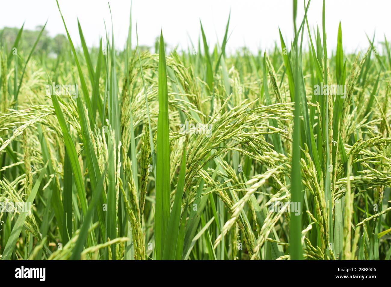 Natural picture of a green field of paddy ,with fresh and big rice tree ...