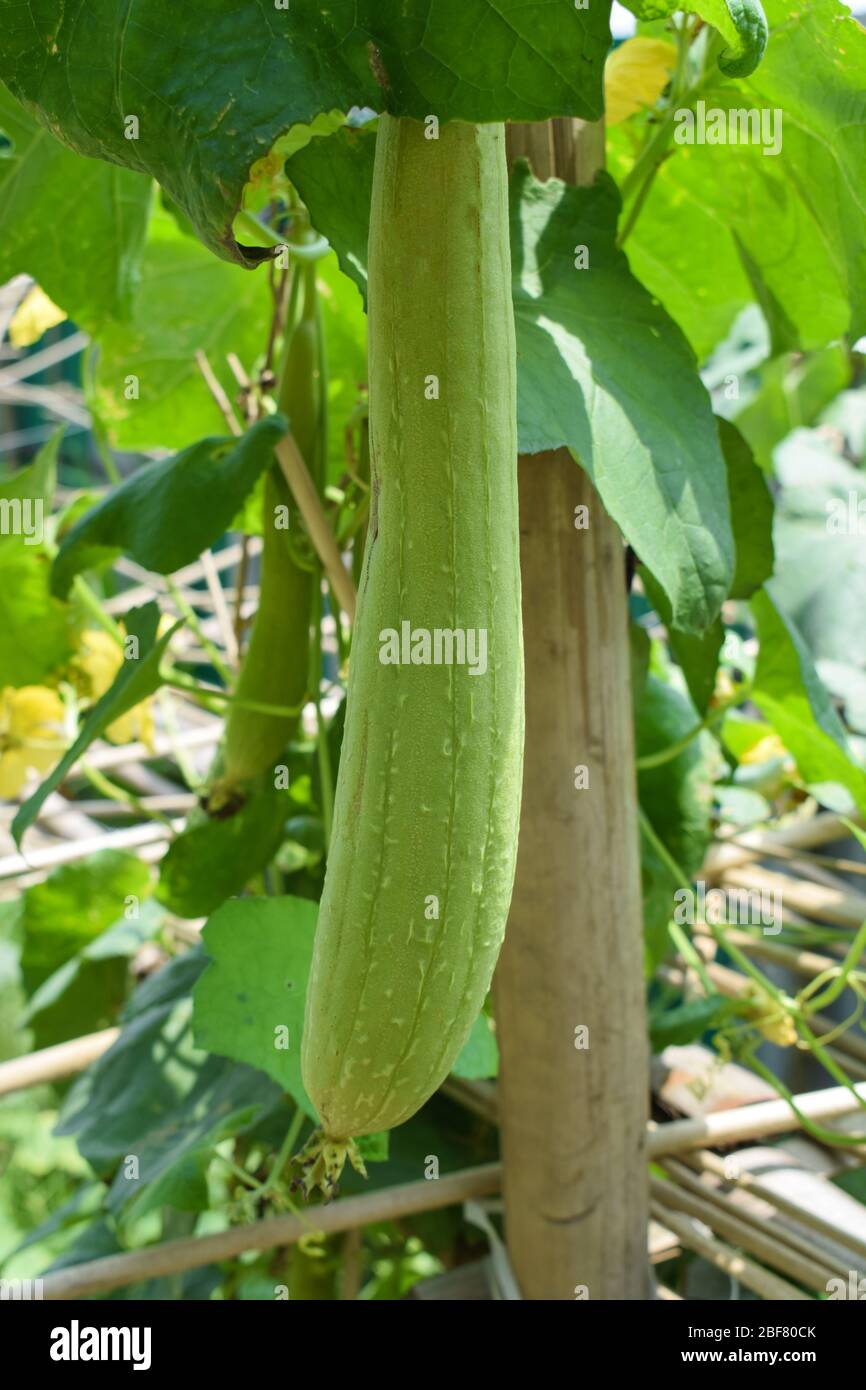 One beautiful fresh green colored tall bottle gourd hanging from a ...