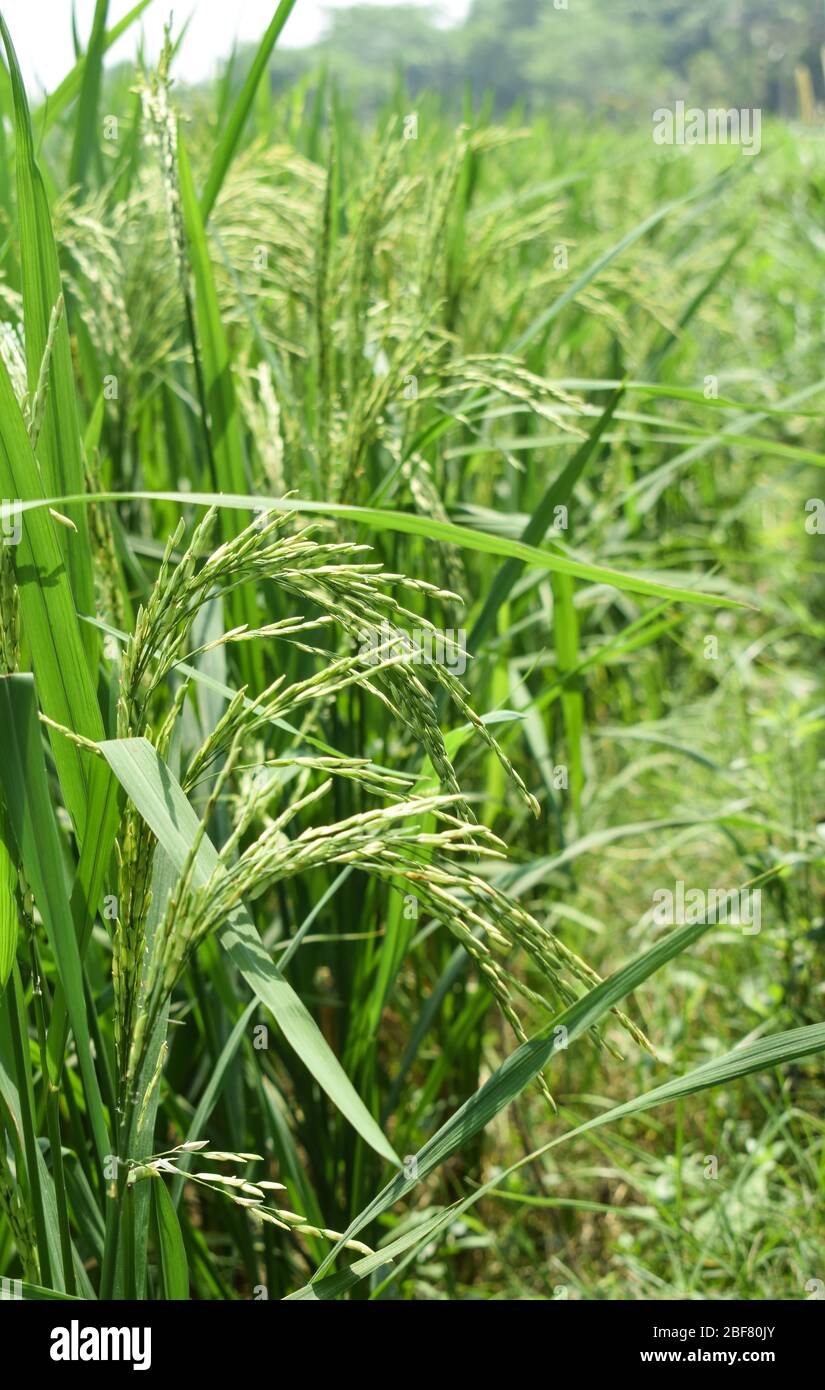 Here are ripe rice with beautiful yellow color Stock Photo - Alamy