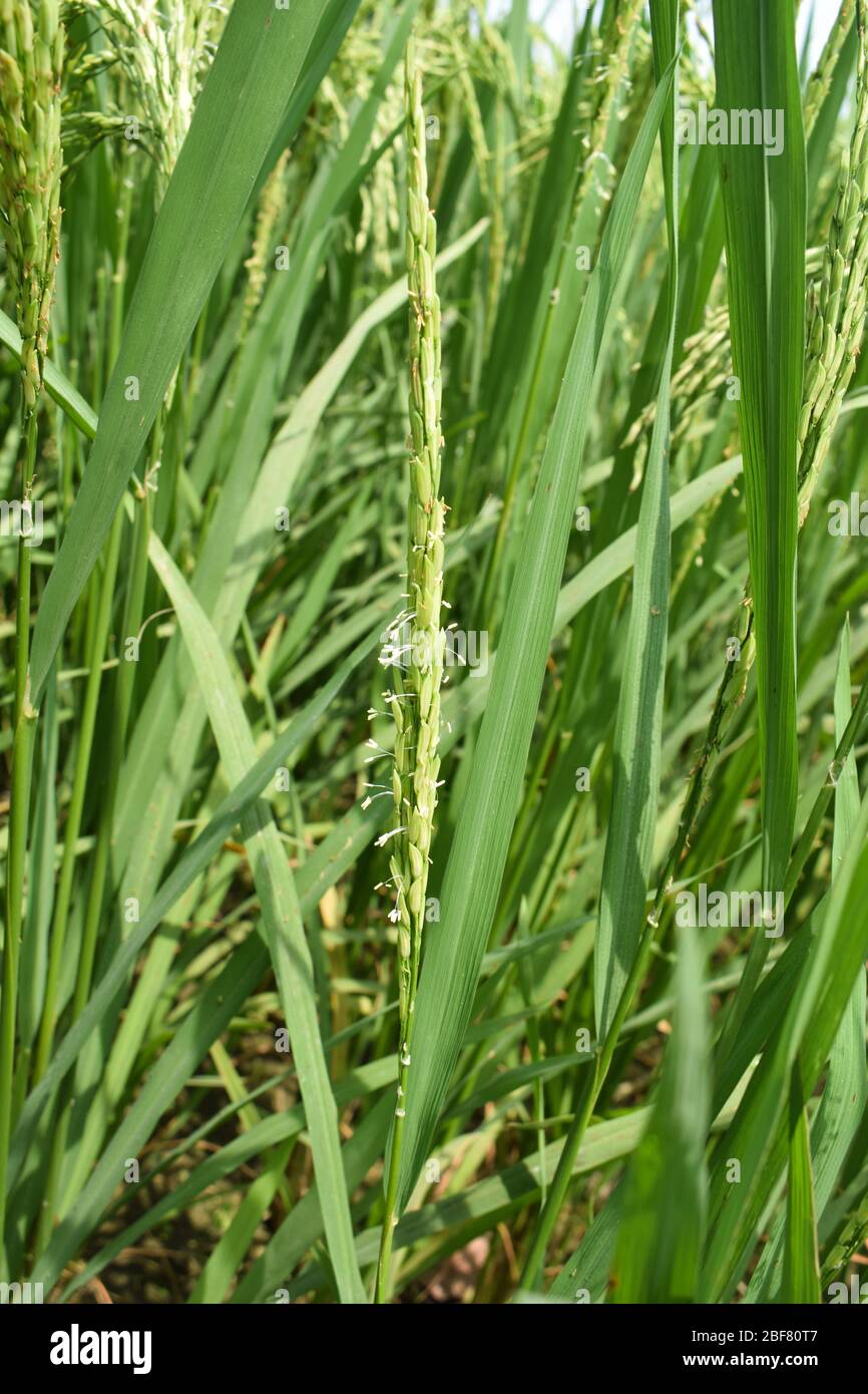 Side view of a beautiful green color paddy field with full of fresh ...