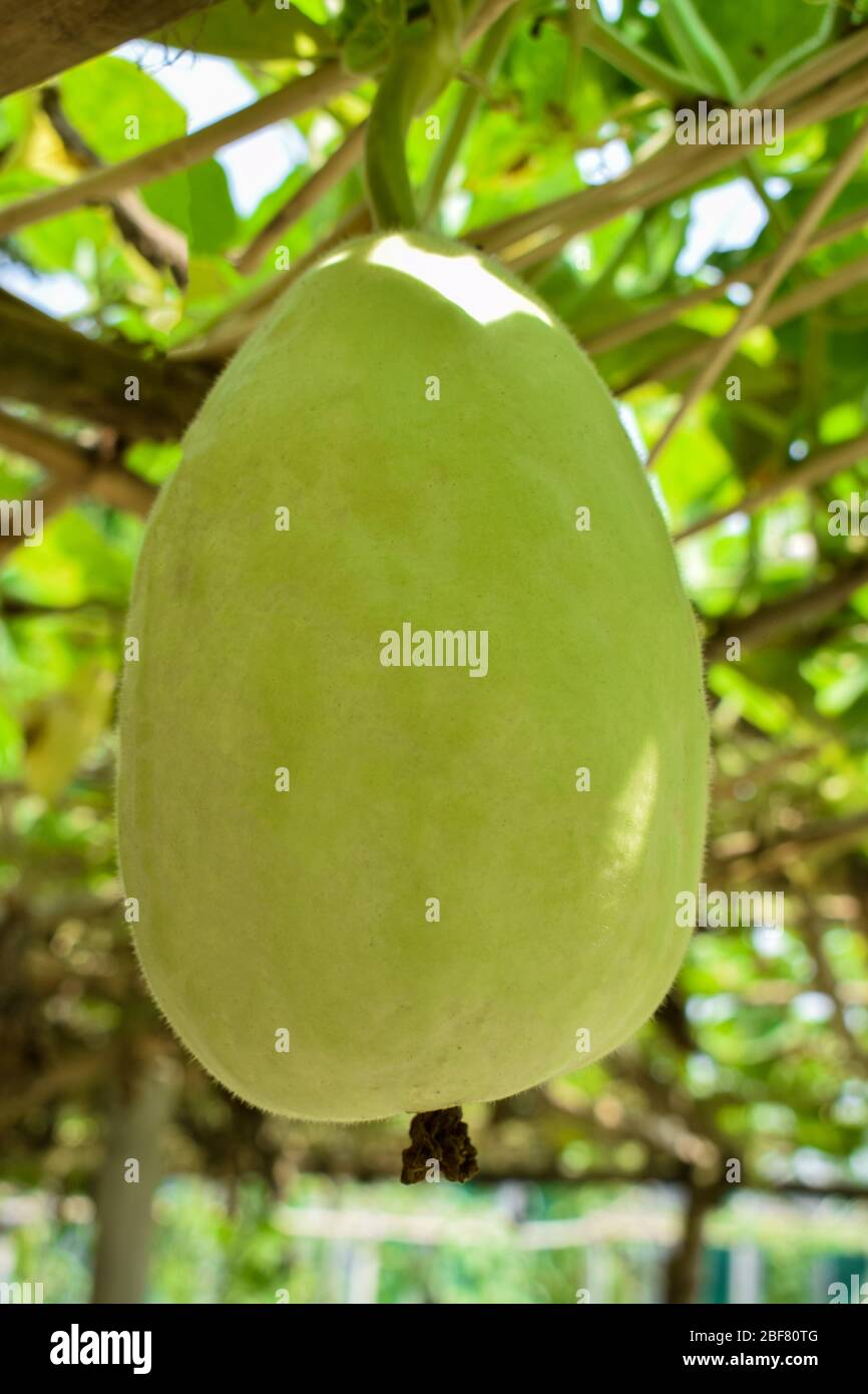 Single fresh beautiful green colored round bottle gourd hanging from a ...