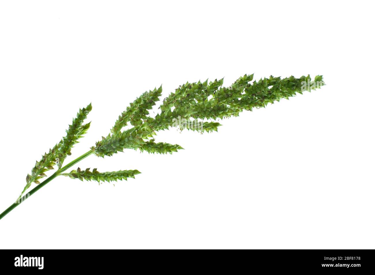 Single green colored rice tree placed before an empty white isolated ...