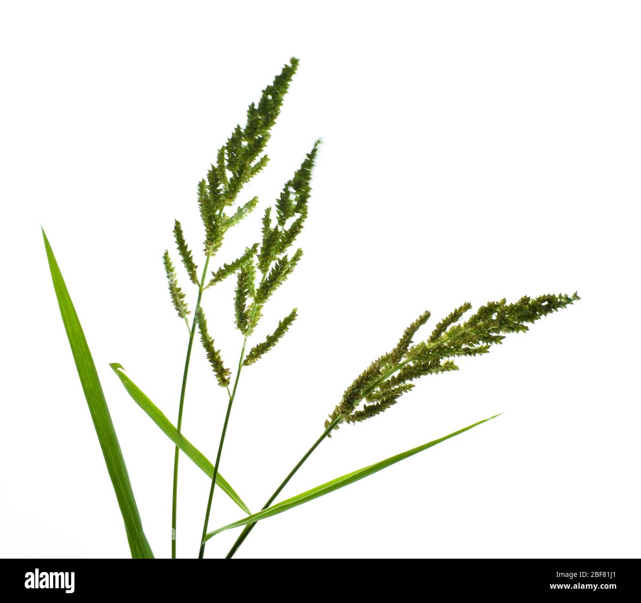 Farmer with his rice field Cut Out Stock Images & Pictures - Alamy