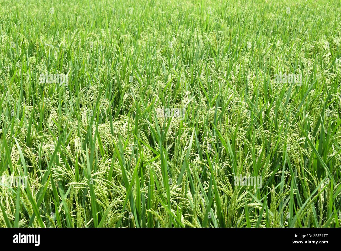 Top view of a beautiful green color paddy field with full of fresh rice ...