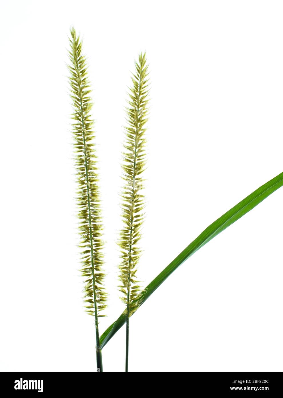 Two light green colored rice tree placed before an empty white isolated ...