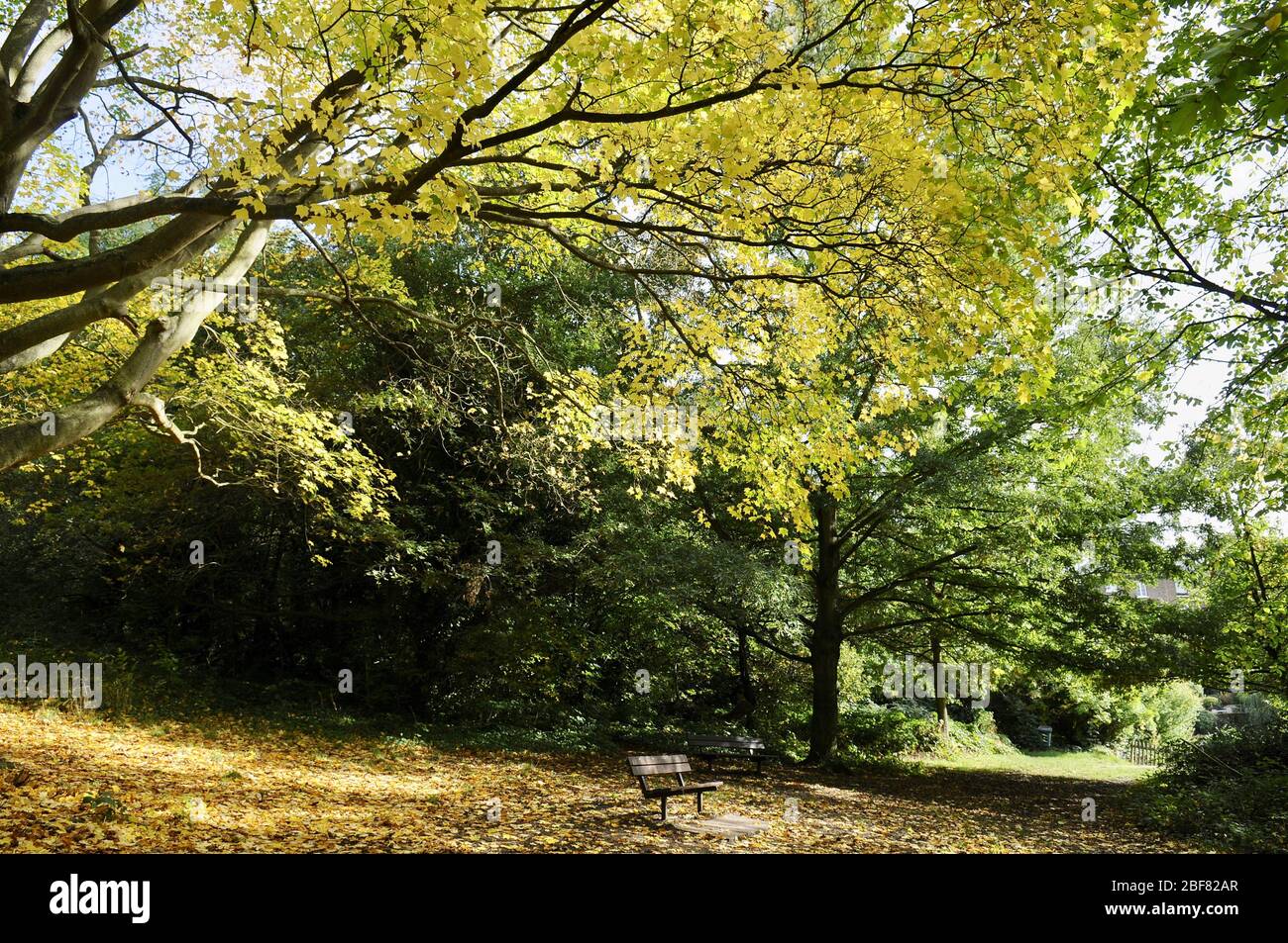 Autumn trees, Hampstead Heath, Hampstead, London. UK Stock Photo - Alamy
