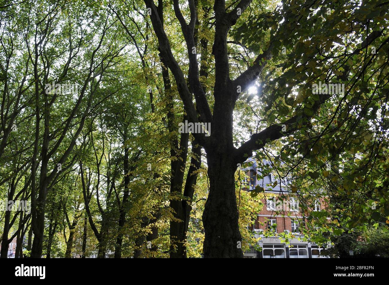 Autumn trees, Hampstead Heath, Hampstead, London. UK Stock Photo - Alamy