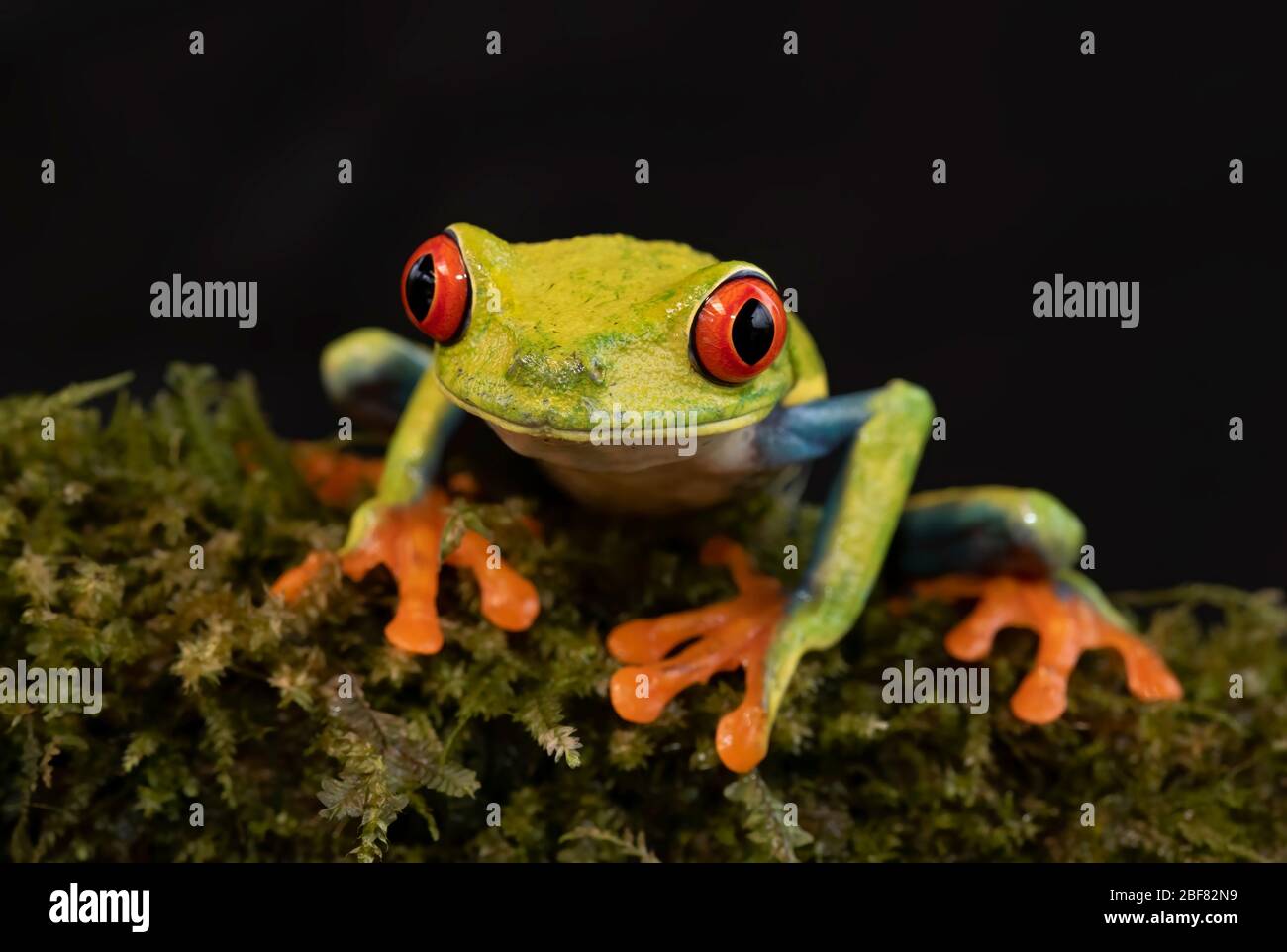 Red-eyed Tree Frog (Agalychnis callidryas) isolated against a black ...