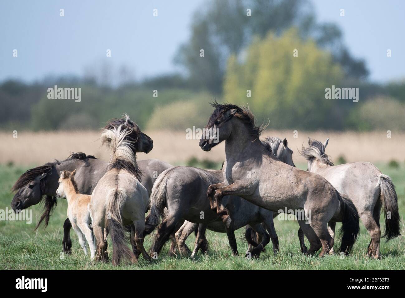 Konik ponies fight for dominance during the foaling season at the ...