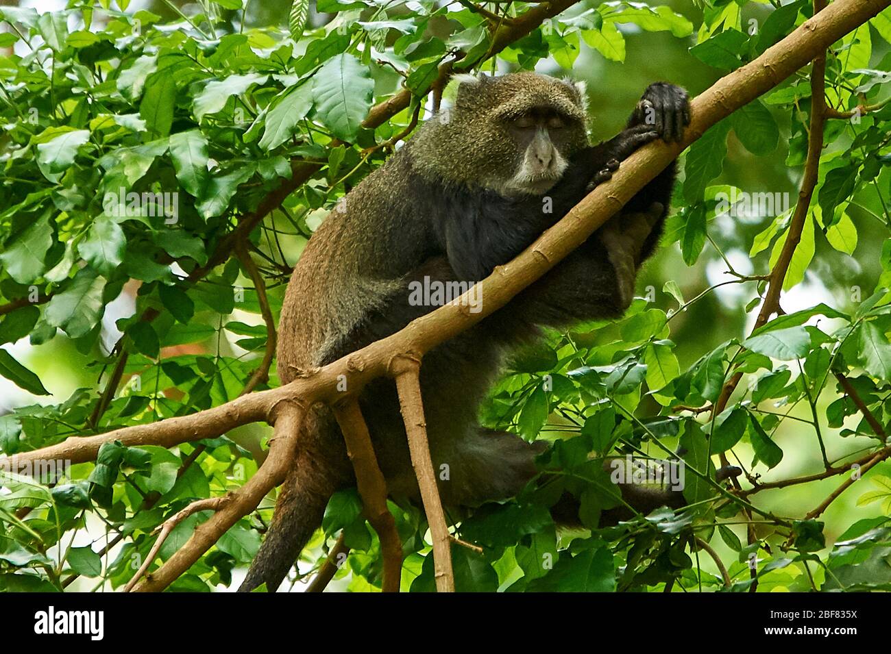 A Sykes' monkey dozing away on a branch Stock Photo - Alamy