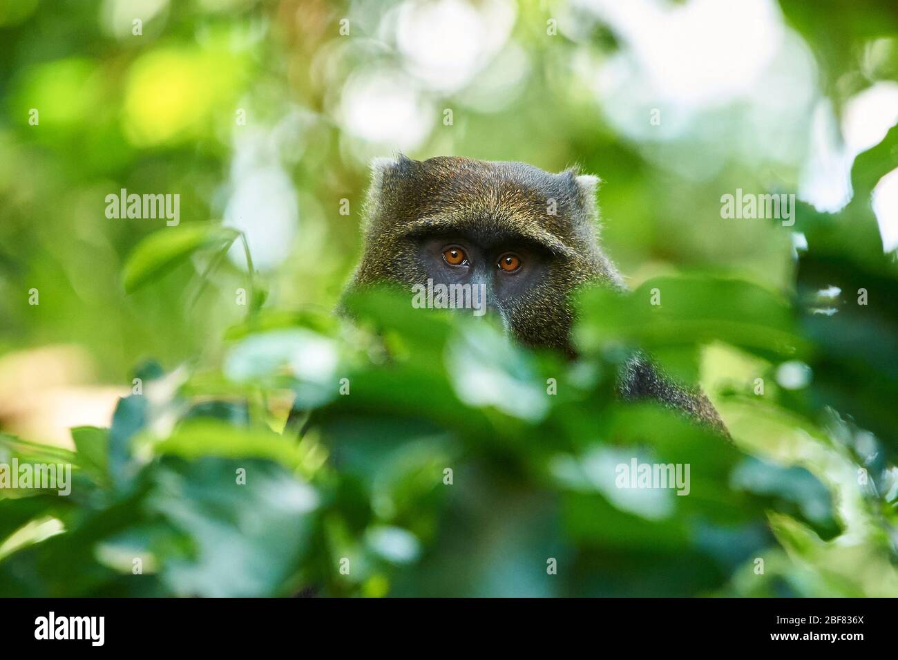A Sykes' monkey, secretly observing the photographer Stock Photo - Alamy