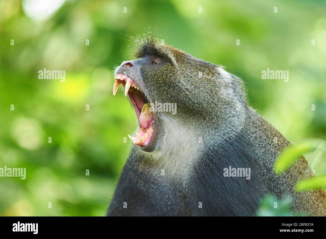 A Sykes' monkey warning and screaming shout Stock Photo - Alamy