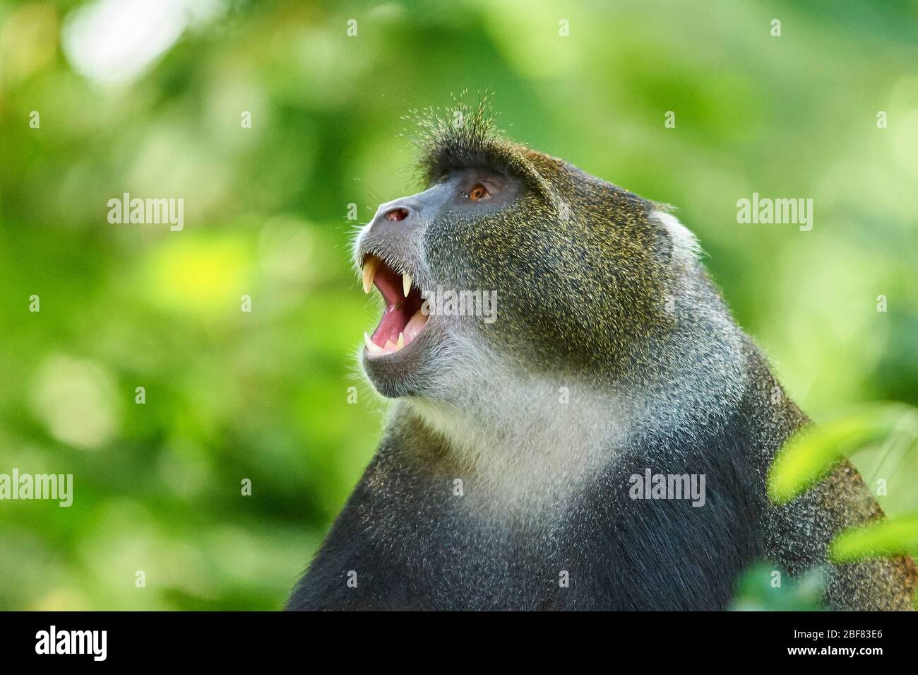 Shouting a warning hi-res stock photography and images - Alamy