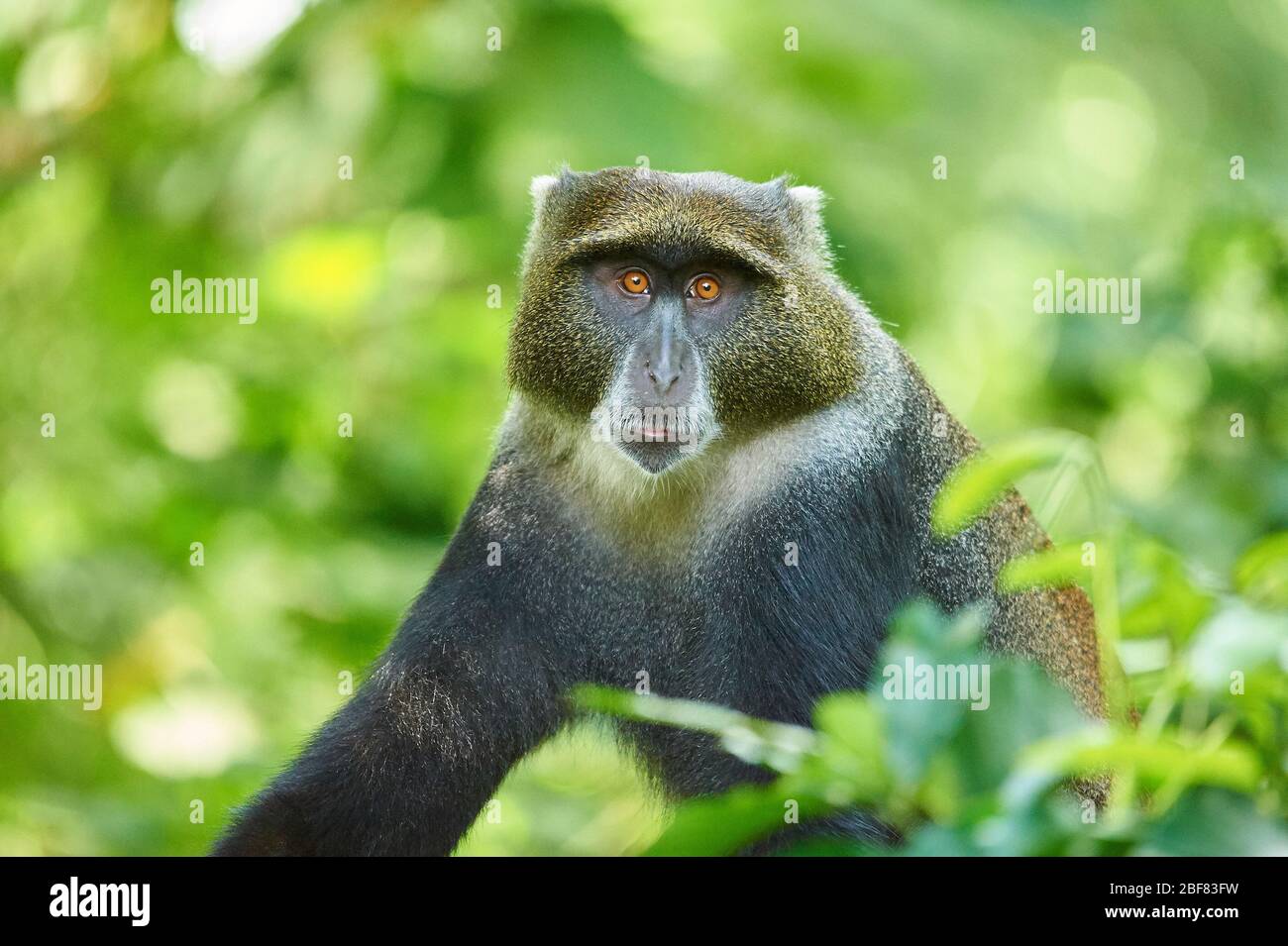 A Sykes' monkey observing its environment from a safe distance Stock ...