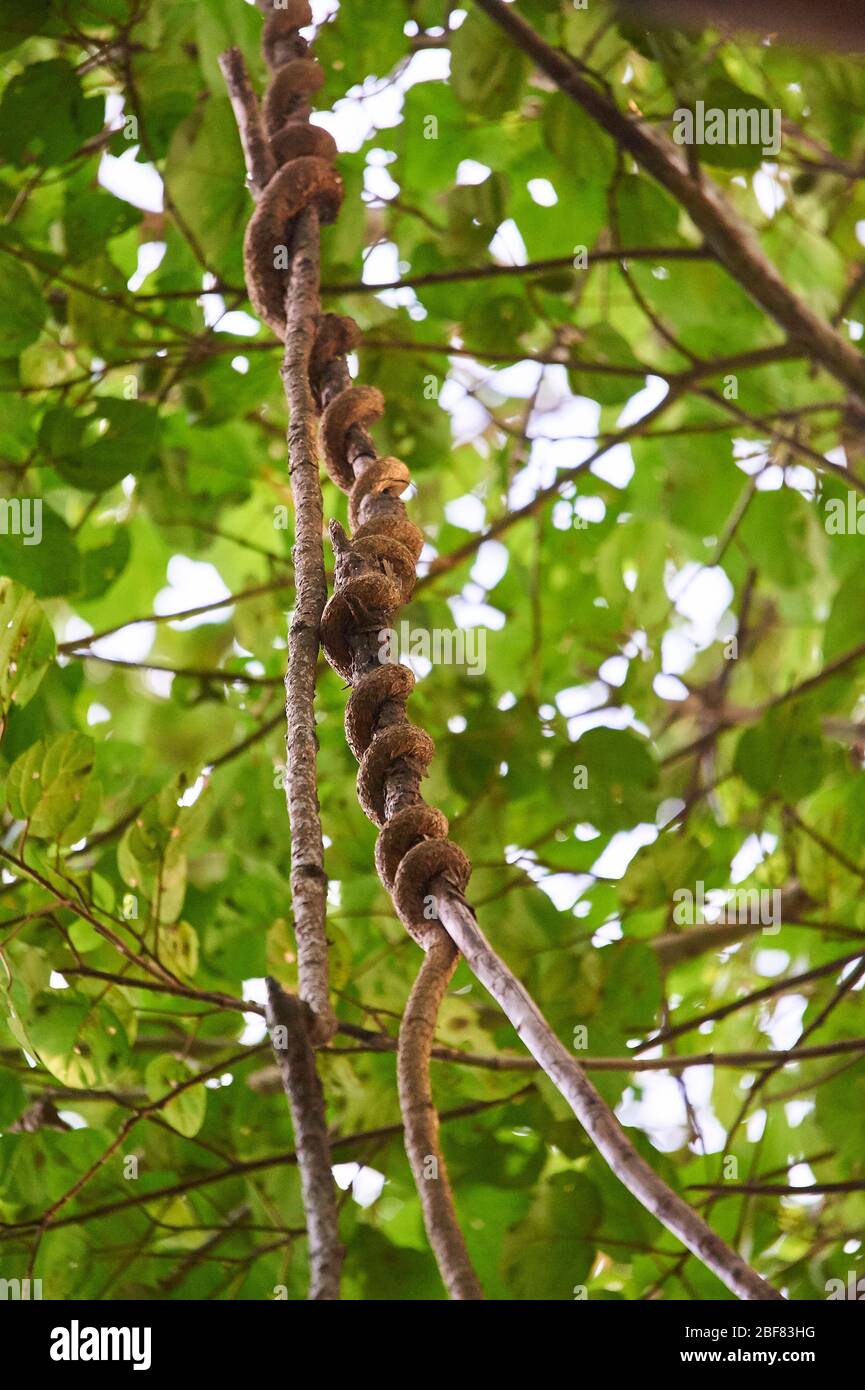 Creeped tree hi-res stock photography and images - Alamy