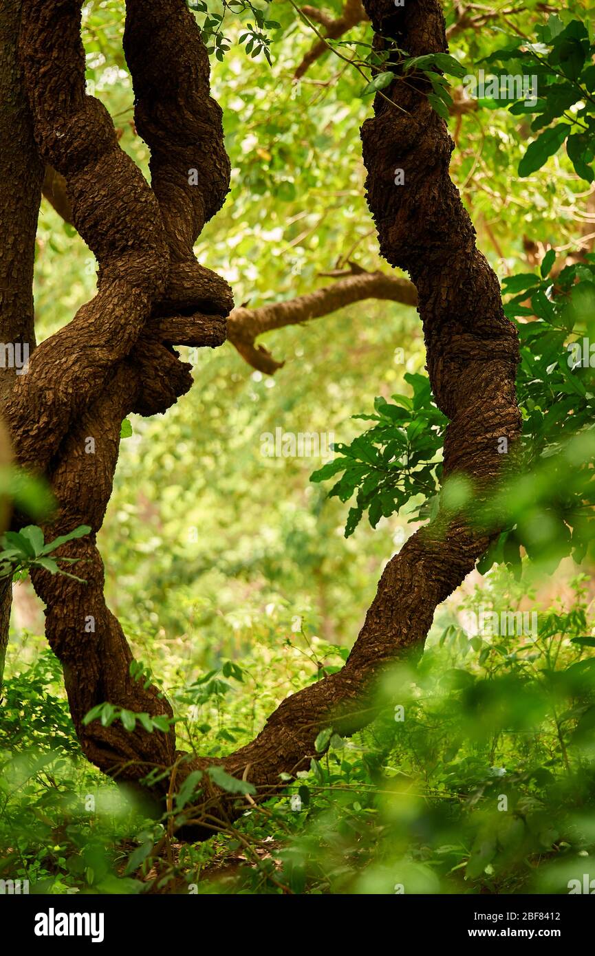 Massive air roots, size like medium tree trunks Stock Photo - Alamy