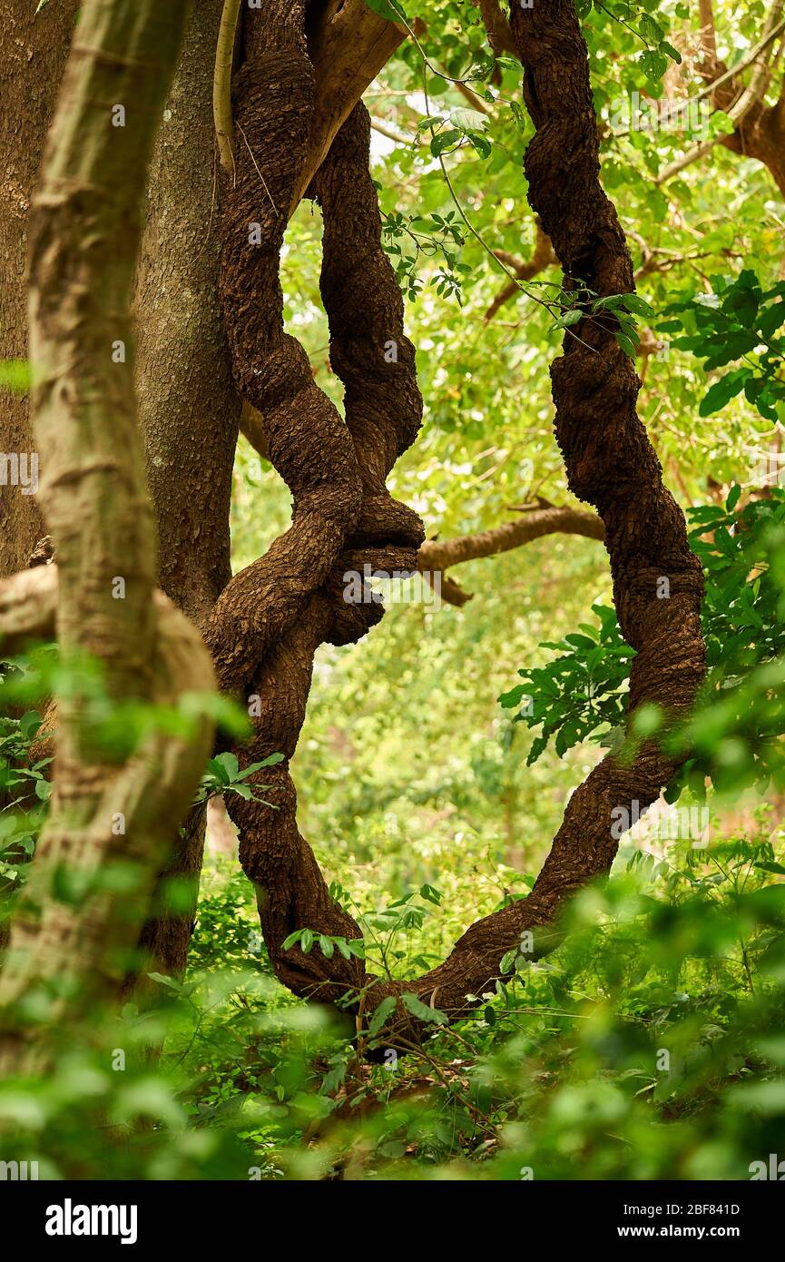 Massive air roots, size like medium tree trunks Stock Photo - Alamy