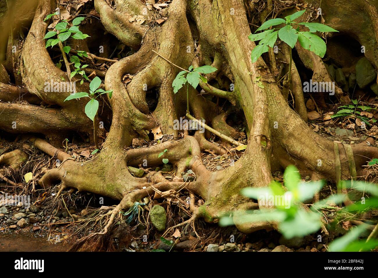 Wild fig tree hi-res stock photography and images - Alamy
