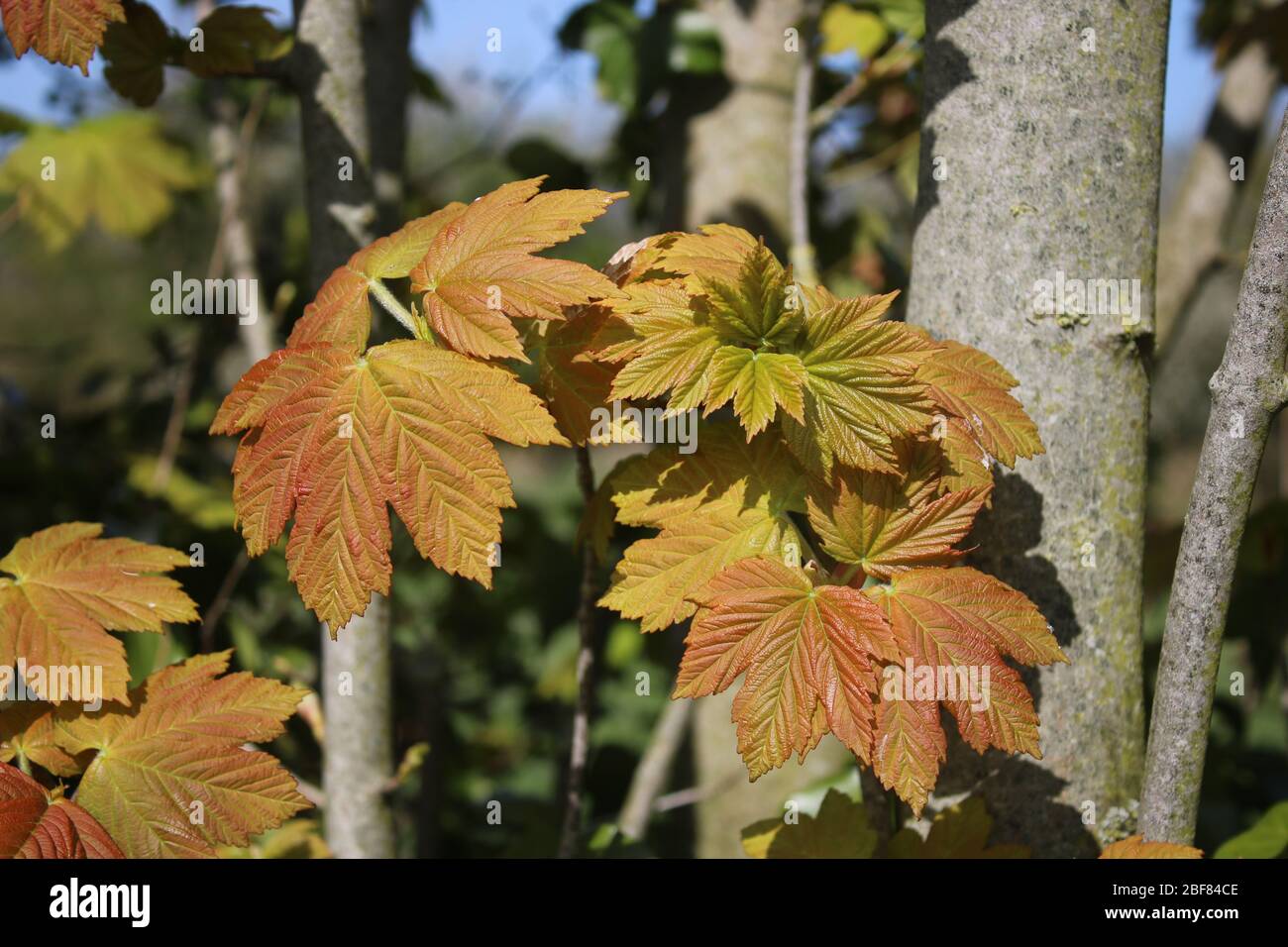 Newly opened sycamore leaves hi-res stock photography and images - Alamy