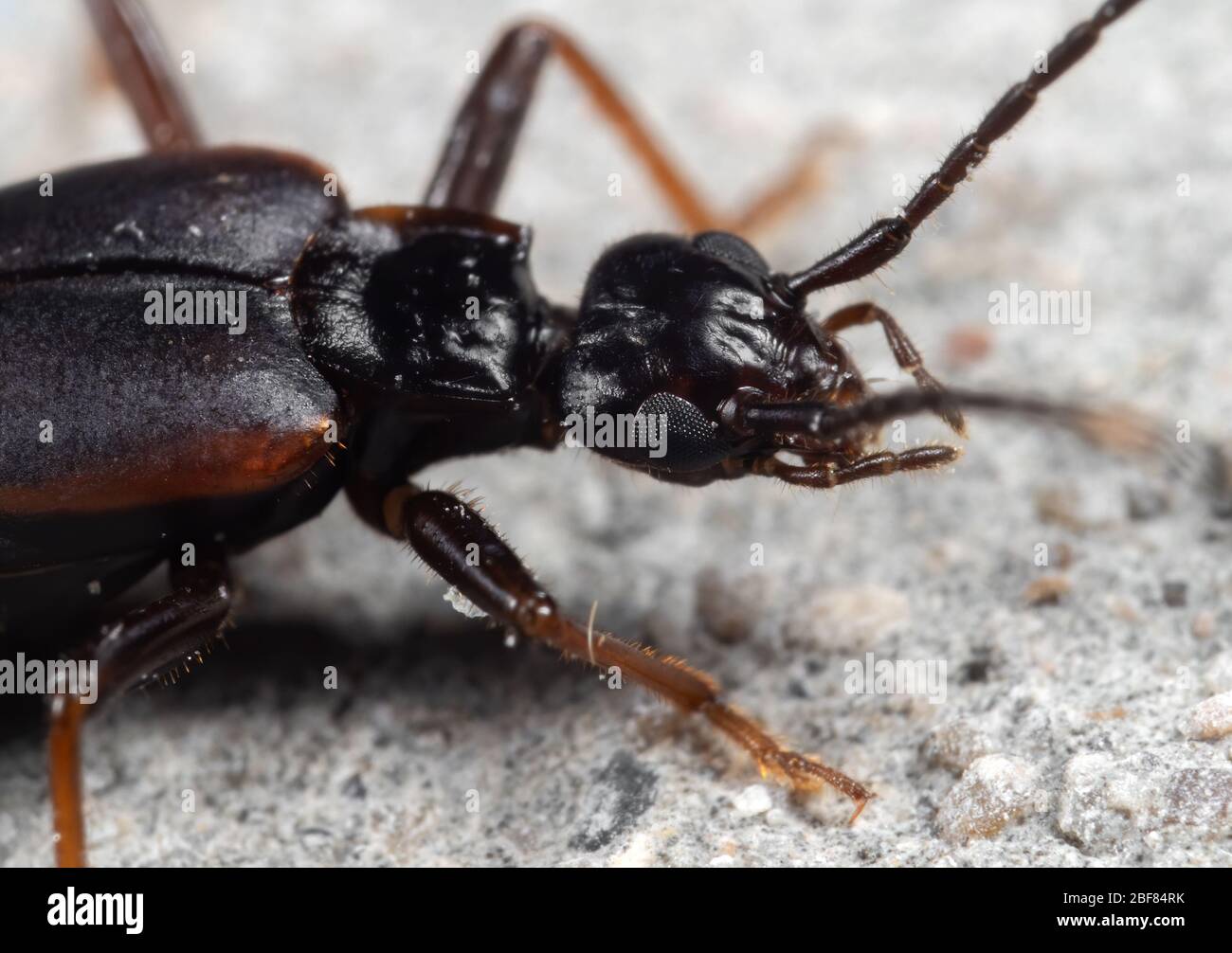 Macro Photography of Head of Earwig on The Floor Stock Photo - Alamy