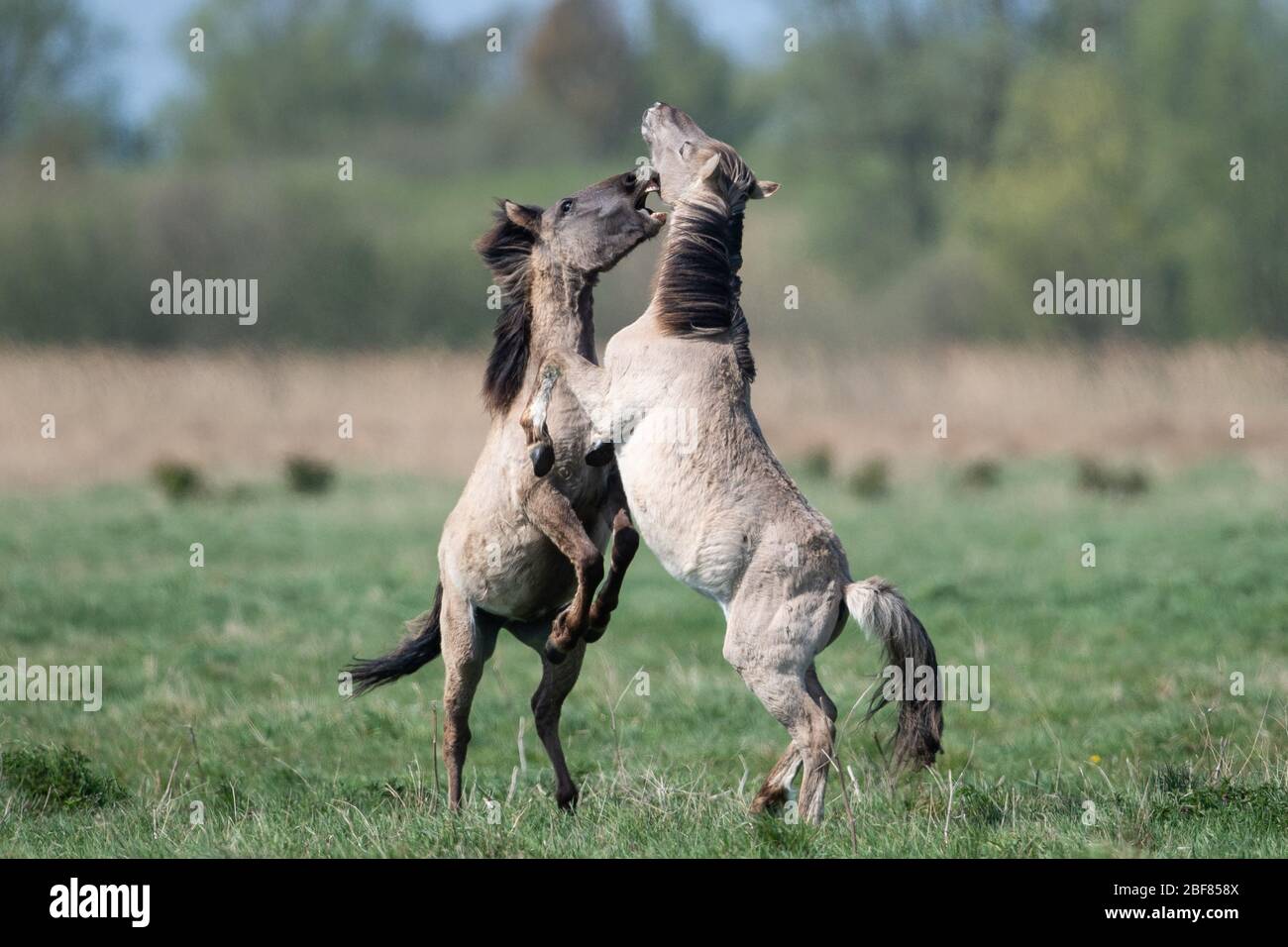 Konik ponies fight for dominance during the foaling season at the ...