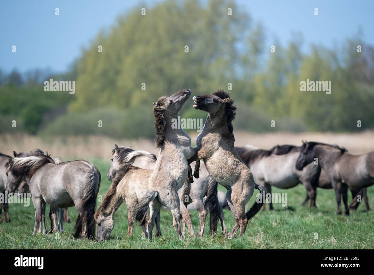 Konik ponies fight for dominance during the foaling season at the ...