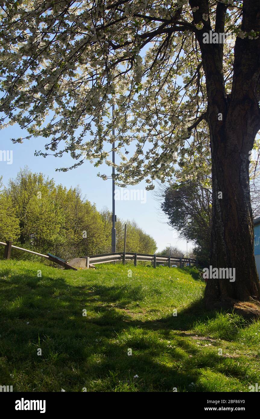 Tree with springtime blossom on roadside grass verge Stock Photo - Alamy
