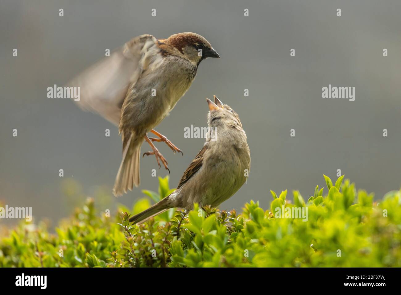House sparrow mating hi-res stock photography and images - Alamy