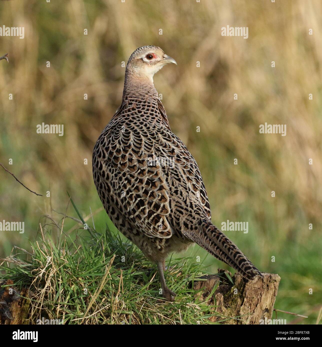 Hen pheasant hi-res stock photography and images - Alamy