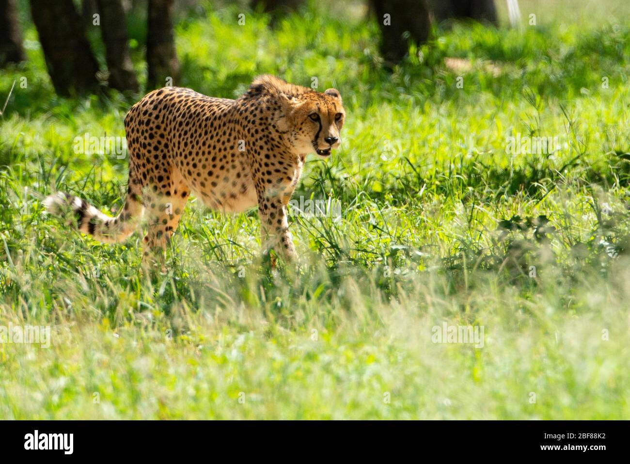 Cheater animal hi-res stock photography and images - Alamy