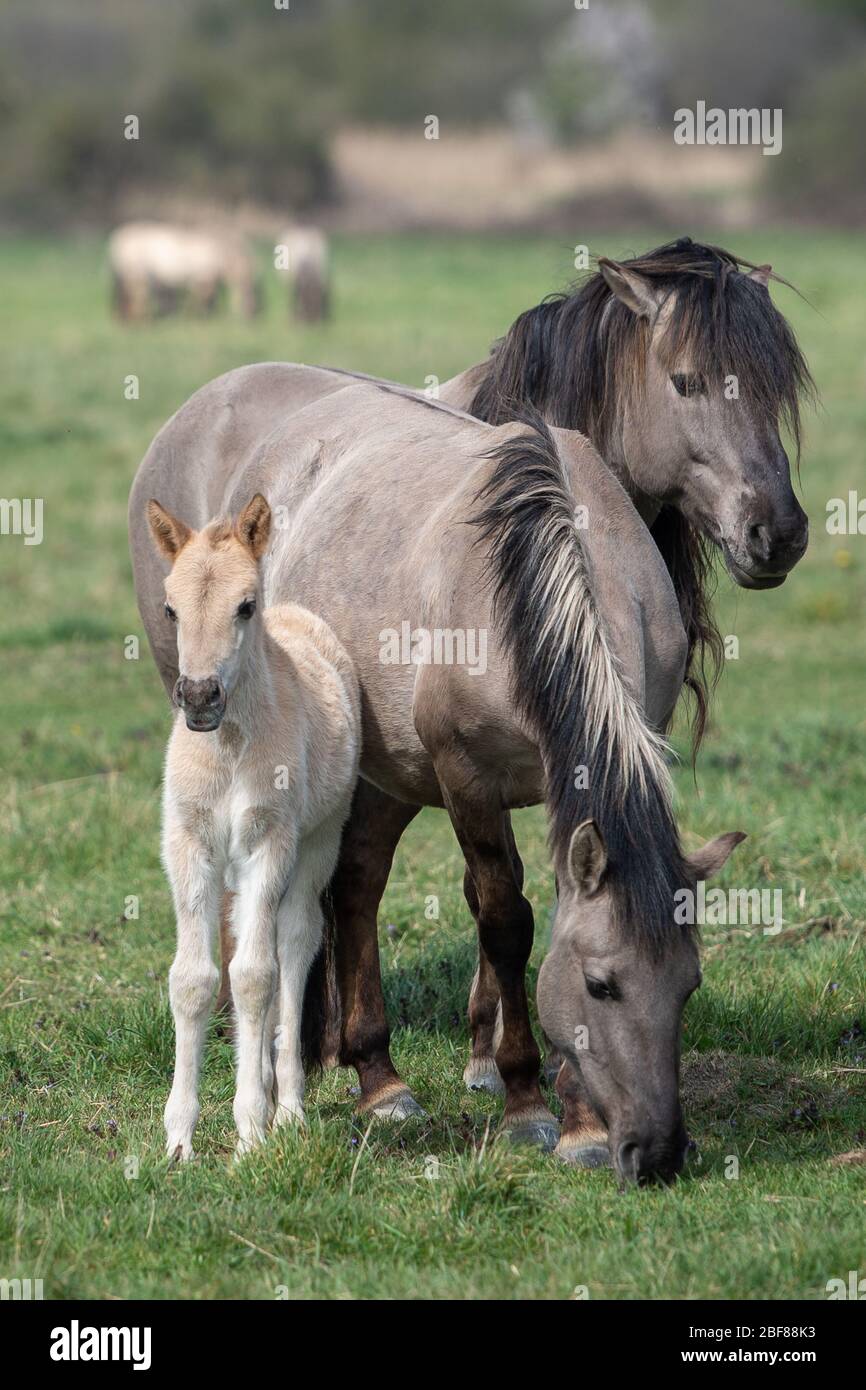 A konik pony foal national trusts wicken fen nature reserve hi-res ...